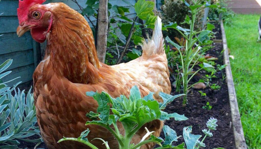 HOME & GARDEN: Celebrate Easter with your very own spring chickens ...