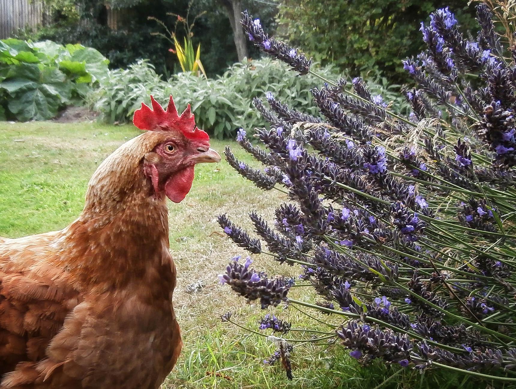 HOME & GARDEN: Celebrate Easter with your very own spring chickens ...