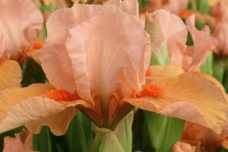 LIFESTYLE: RHS unveils list of plants to match Pantone’s Colour of the ...